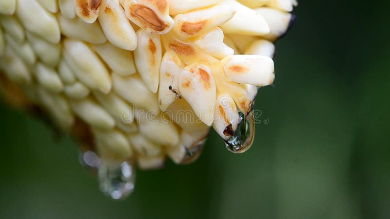 Drop of Coconut Sugar Syrup Stock Video - Video of manufacture ...
