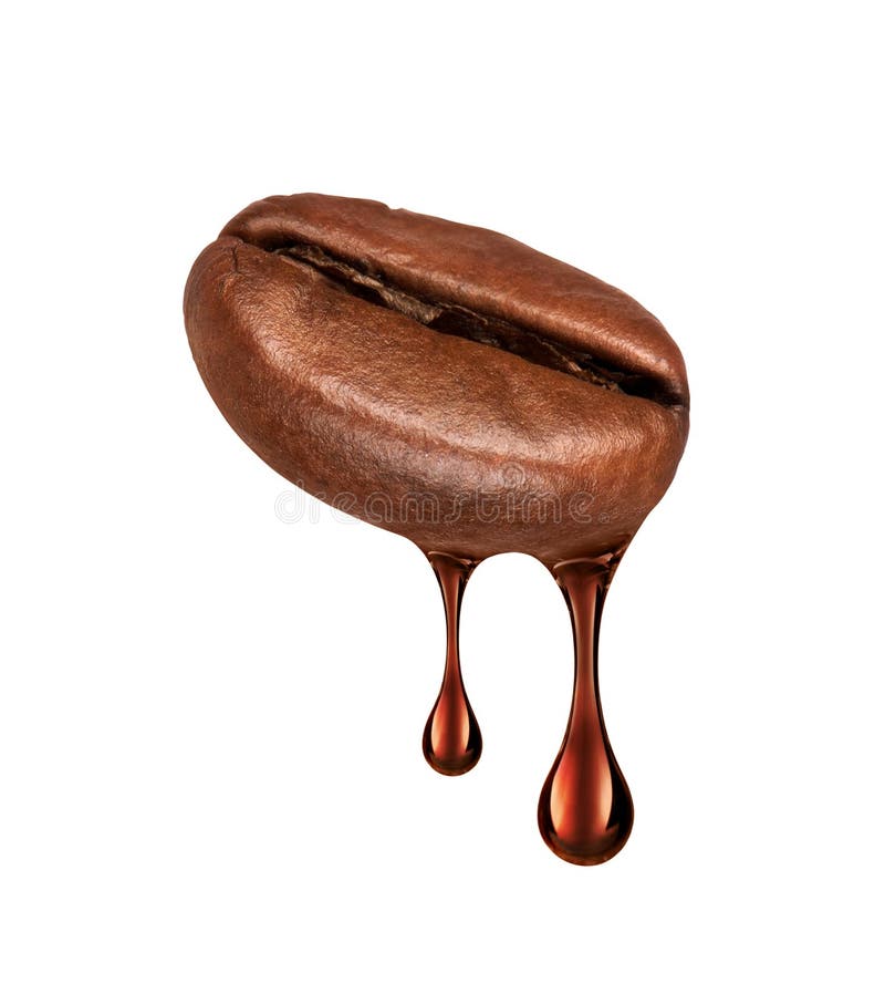 Drop of Coffee Dripping from Coffee Seed Close-up Stock Photo - Image ...
