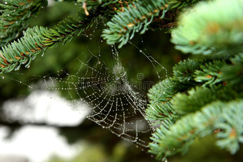 Drop of Condensation on the Spider-web Stock Image - Image of details ...