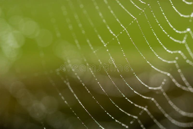 Drop of Condensation on the Spider-web Stock Photo - Image of ...