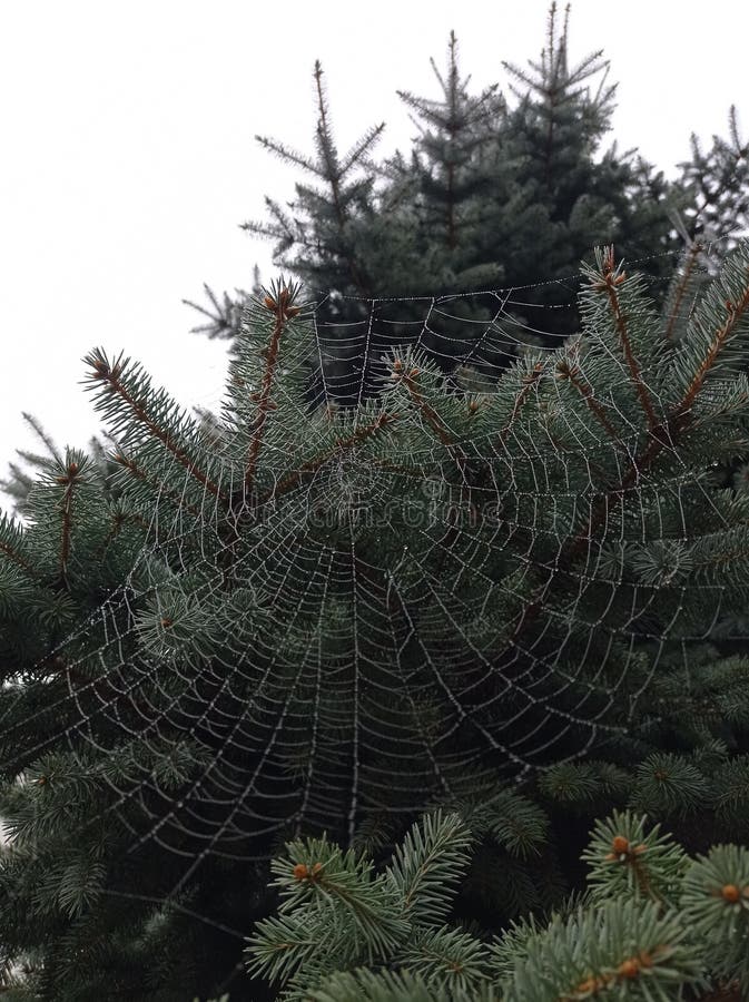 Drop of Condensation on the Spider-web - Macro Shot Stock Photo - Image ...