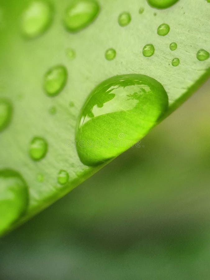 A Drop of Cool, Peaceful Dew Stock Photo - Image of park, drop: 273547064