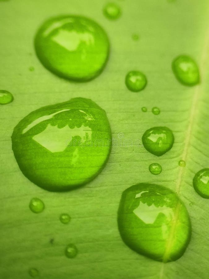 A Drop of Cool, Peaceful Dew Stock Image - Image of peaceful, park ...