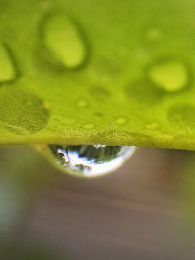 A Drop of Cool, Peaceful Dew Stock Photo - Image of park, cool: 273547112
