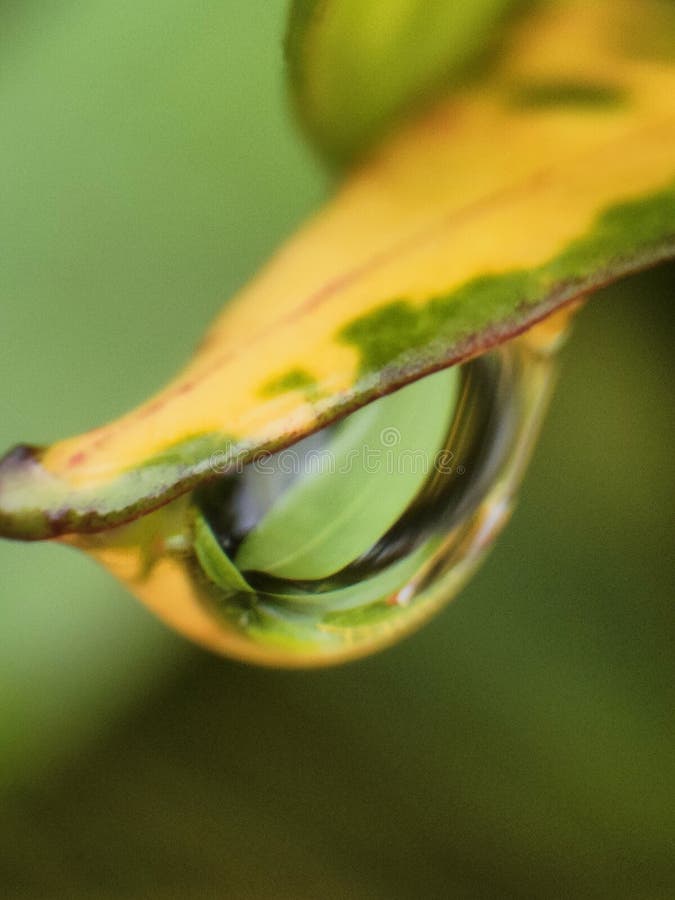 A Drop of Cool, Peaceful Dew Stock Photo - Image of peaceful, drop ...