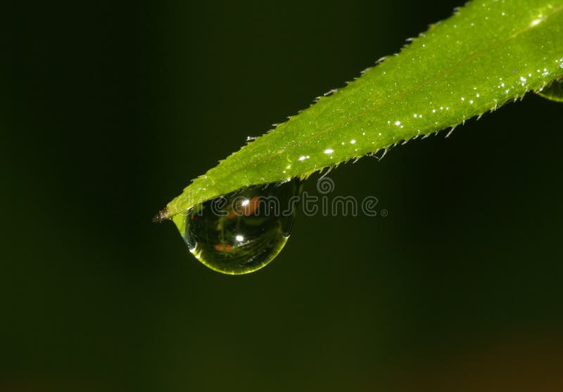 Drop of dew stock photo. Image of lawn, environment, macro - 21402556