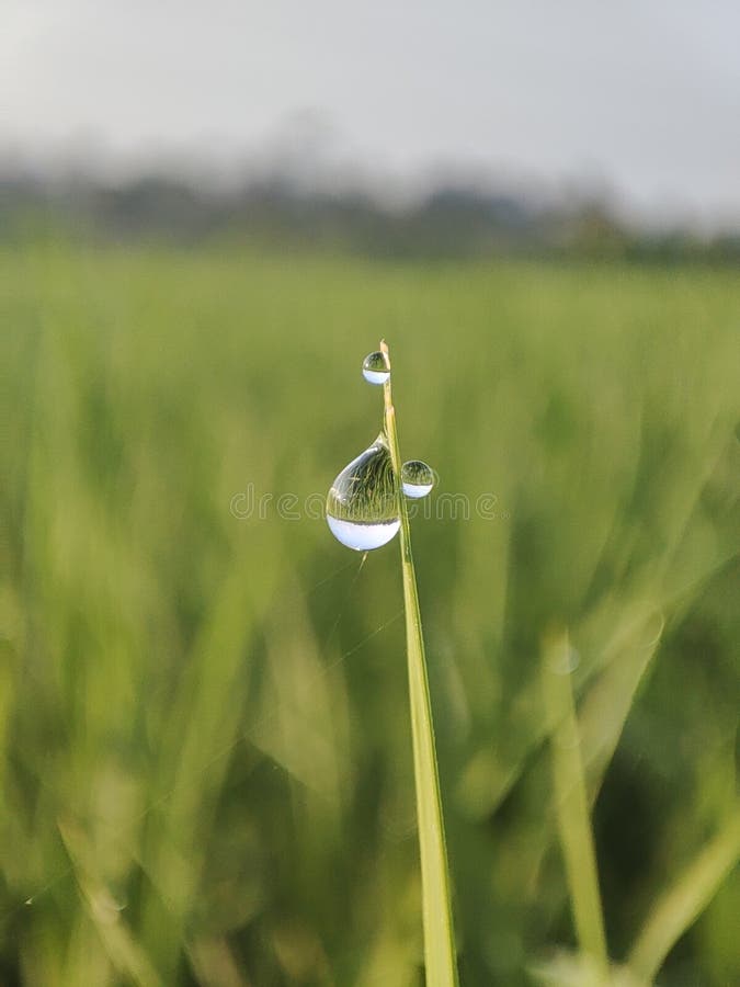 A drop of dew stock image. Image of grassland, grass - 334337387