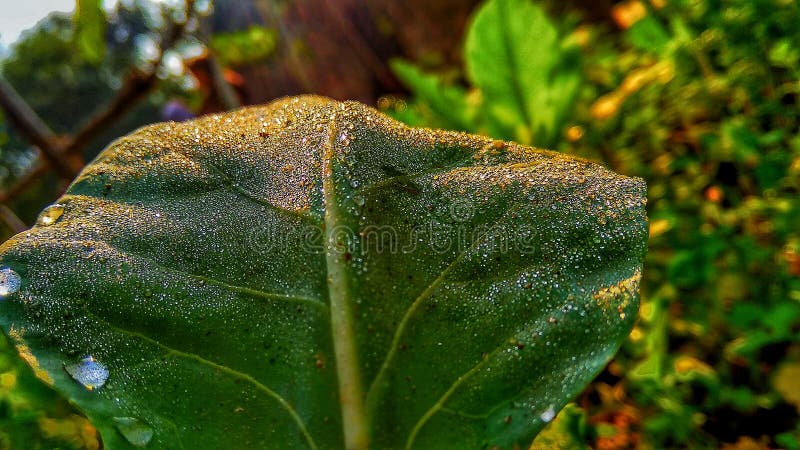 Drop of dew stock photo. Image of sunb, reflection, golden - 134295442
