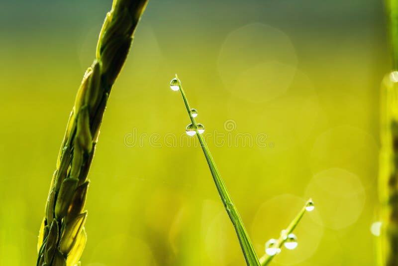 Drop of dew stock image. Image of meadow, bubble, nature - 99442465