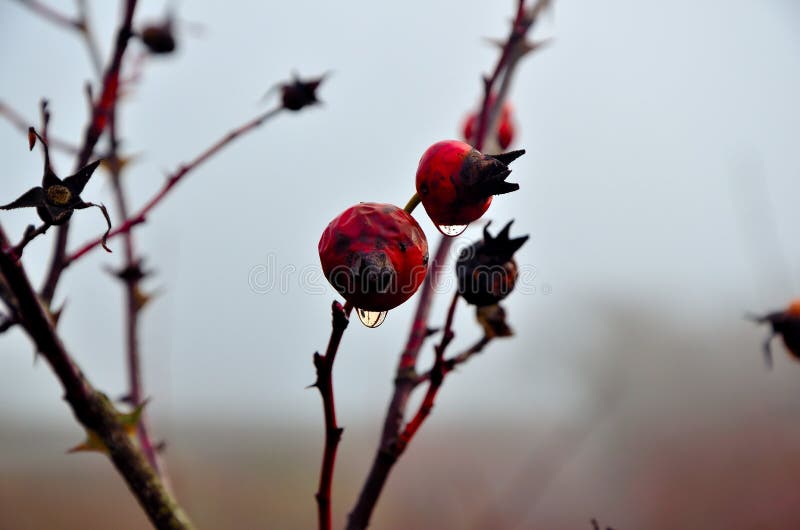 A drop of dew stock photo. Image of columbia, winterearlyspring - 104508320