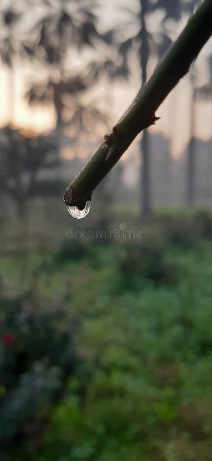 The drop of dew falls stock photo. Image of grass, branch - 260742354