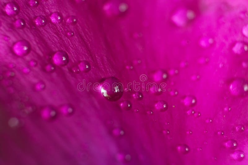 Drop of dew on a flower stock image. Image of nature - 38924181