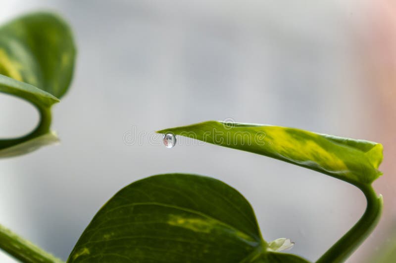 Drop Dew Golden Pothos Leaf Morning Stock Photos - Free & Royalty-Free ...