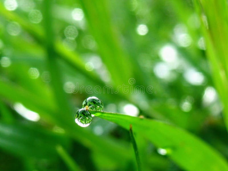 Drop of dew stock image. Image of garden, drop, place - 86212167