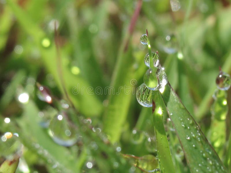 Drop of dew stock image. Image of transpalent, tree, drops - 86212211