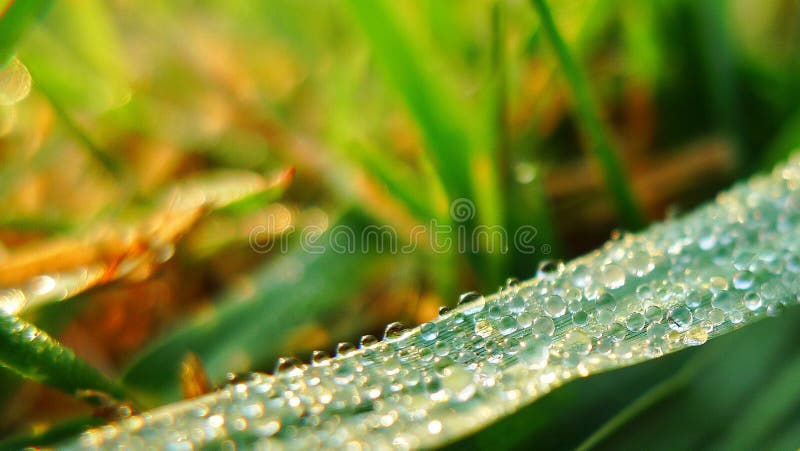 Drop of dew stock image. Image of transpalent, tree, drops - 86212211