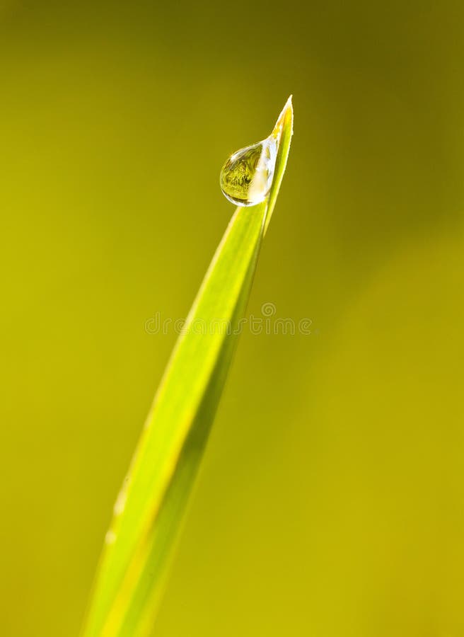 Drop of dew stock photo. Image of drop, environment, green - 31209250