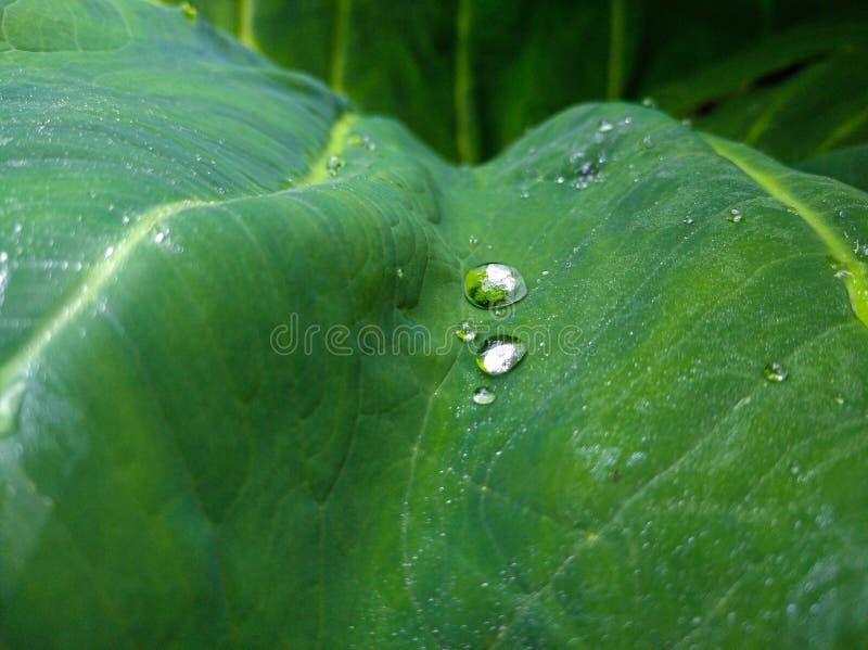 Drop of Dew in Morning on Leaf Stock Image - Image of beauty, lawn ...