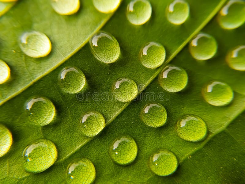 Drop of Dew in Morning on Leaf with Sun Light Stock Image - Image of ...