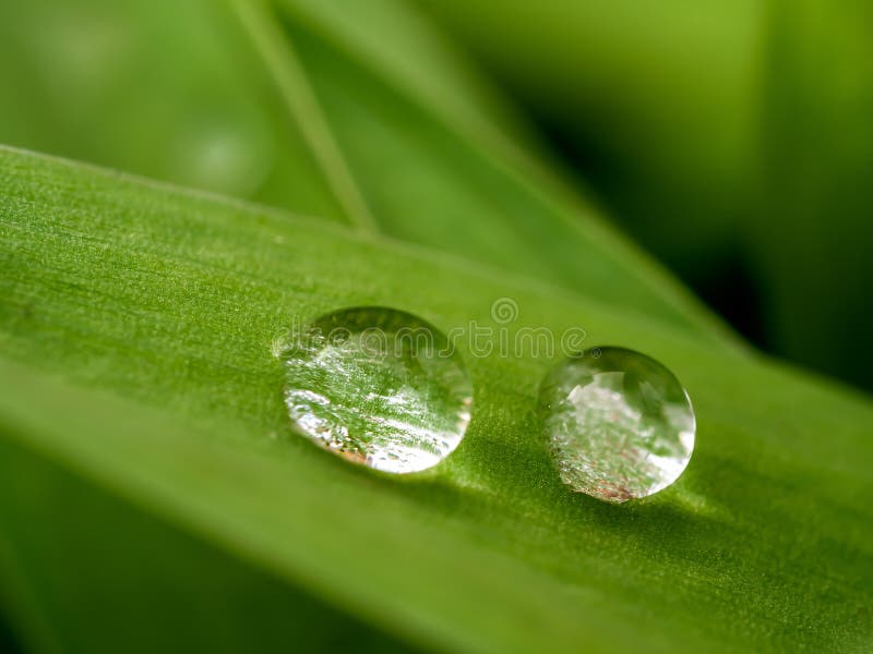 Drop - of Dew in Morning on Leaf with Sun Light Stock Image - Image of ...