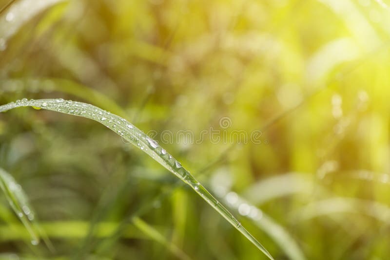 Drop of Dew in Morning on Leaf with Sun Light Stock Image - Image of ...