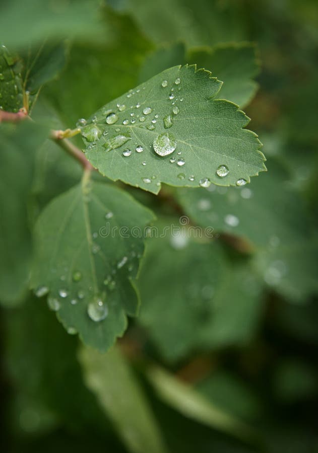 Drops of Dew in Morning on Leaf with Sun Light Stock Photo - Image of ...