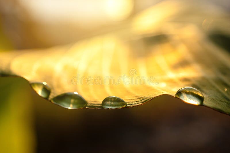 Drop of Dew in Morning on Leaf with Sun Light. Low Angle Stock Image ...