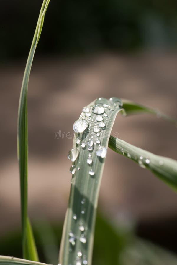 Drop of Dew in Morning on Leaf Stock Photo - Image of bokeh, grass ...