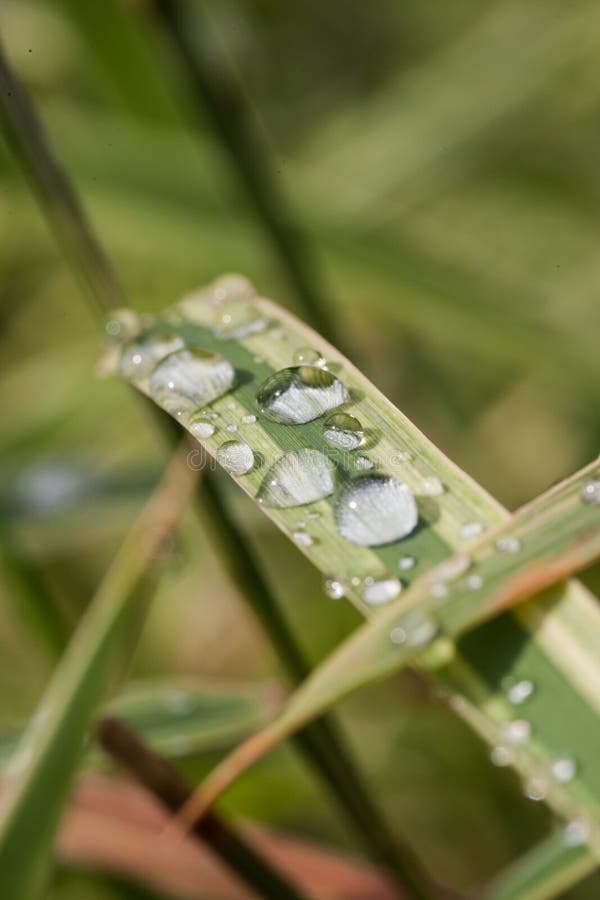 Drop of dew in morning stock image. Image of nature - 131565183