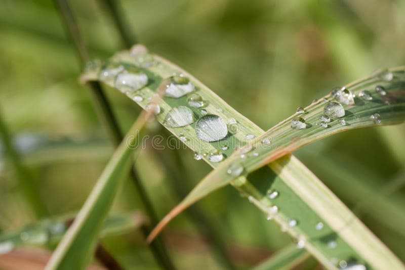 Drop of Dew in Morning on Leaf Stock Image - Image of meadow, beauty ...