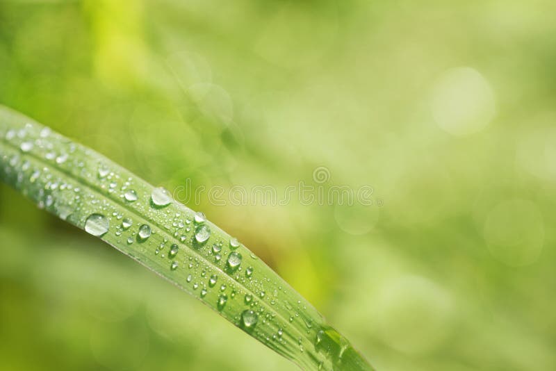 Drop of Dew in Morning on Leaf with Sun Light Stock Photo - Image of ...