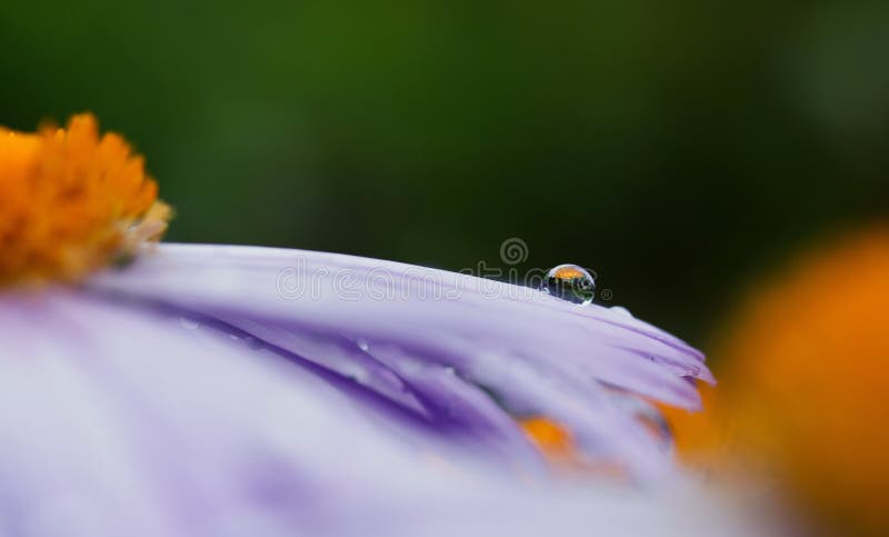 Drop of dew stock photo. Image of bouquet, blossom, drop - 43011484