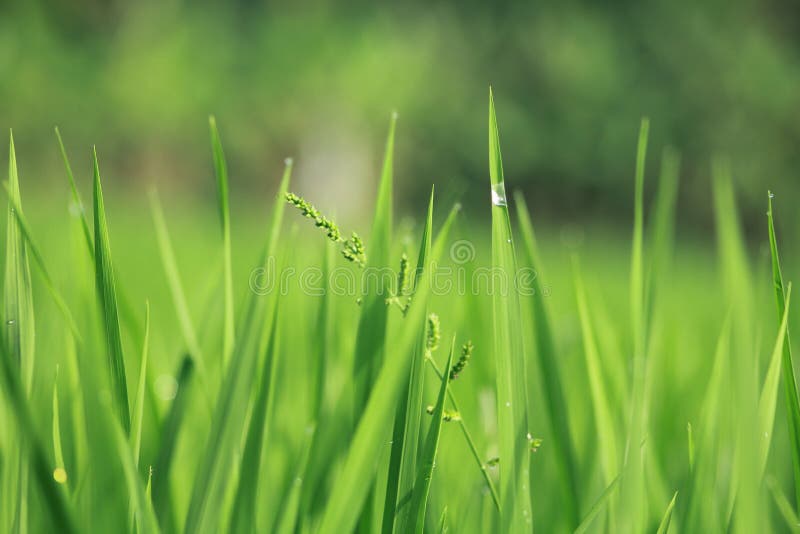 A Drop of Dew in the Rice Field Stock Photo - Image of drop, time ...