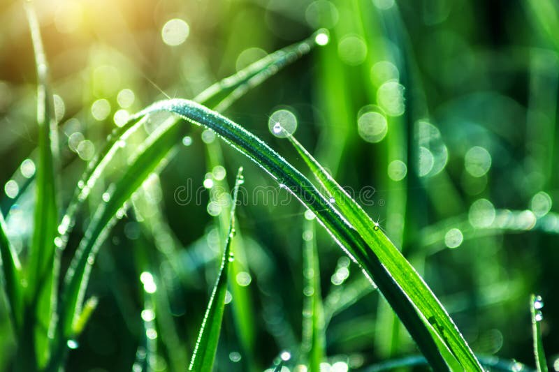 Drop dew on rice leaf stock image. Image of nature, detail - 282686363