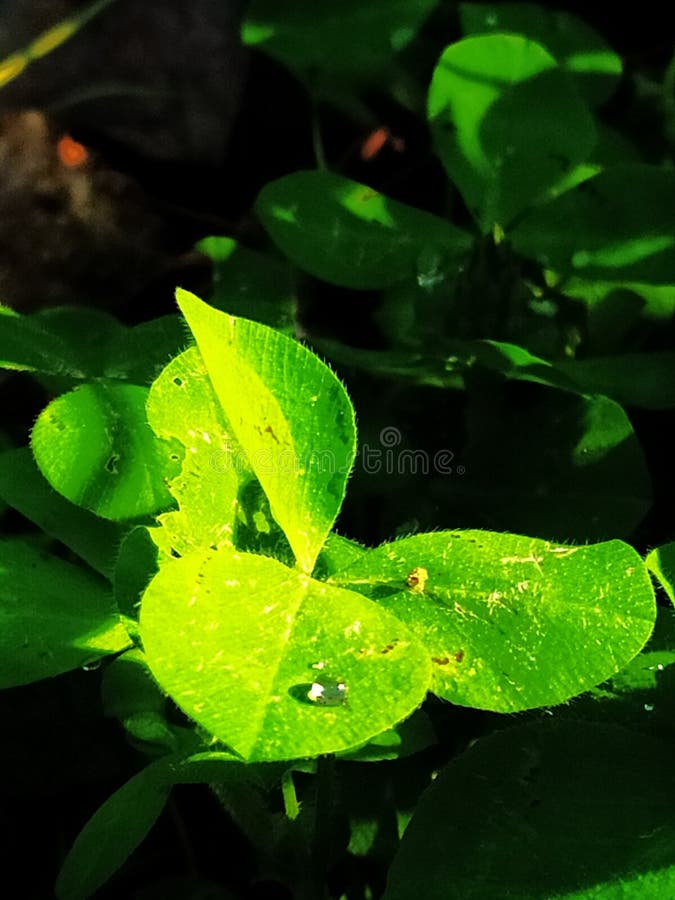 Drop, Dew, Spring, Forest, Chlorofil, Stock Image - Image of drop ...