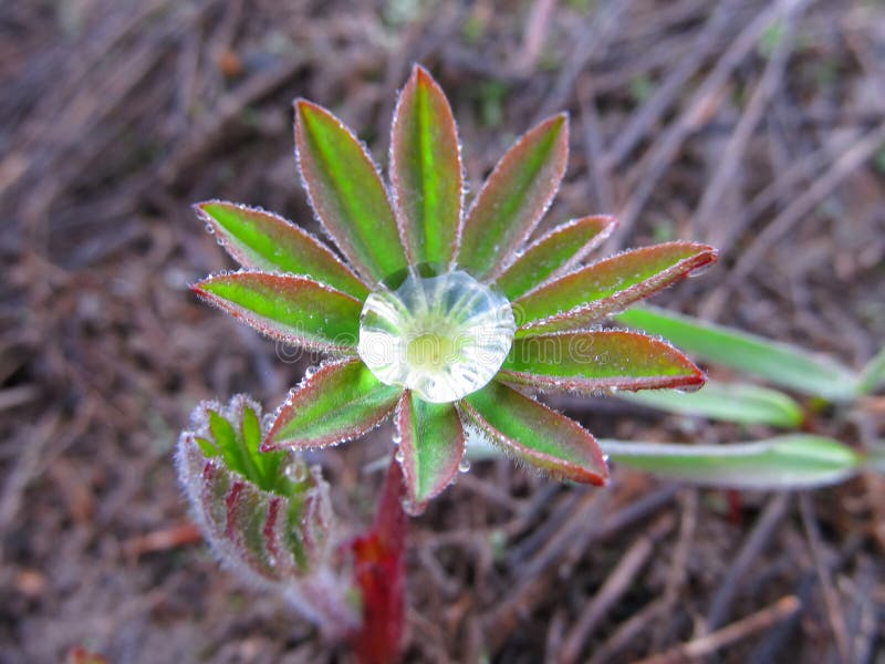 Drop of Dew on a Spring Plant Stock Photo - Image of plant, plantn ...