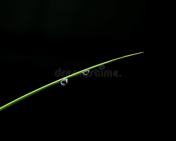A Drop of Dew on the Tip of a Branch Stock Photo - Image of beautiful ...