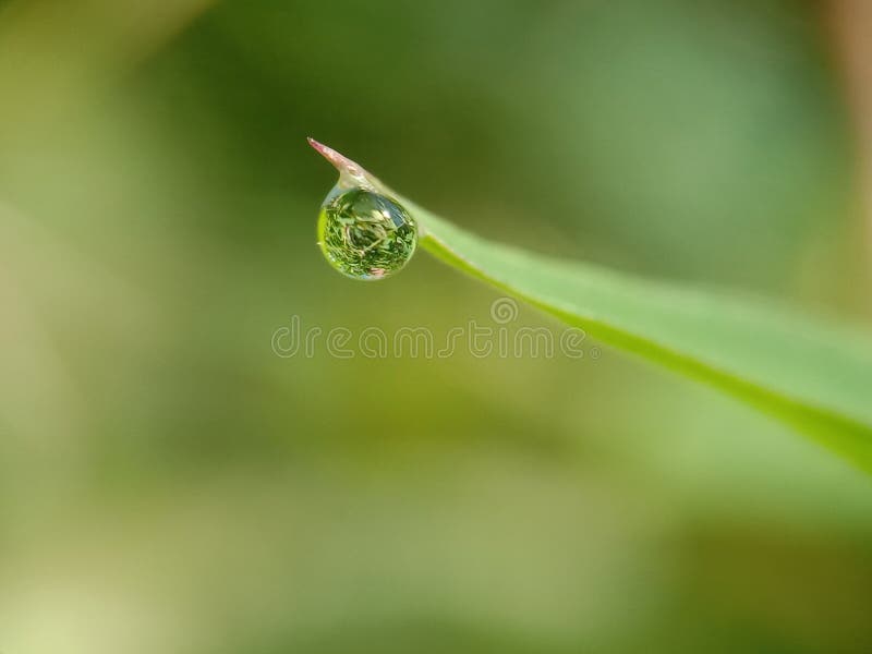 A Drop of Dew on the Tip of a Leaf | Nature Macro Photography Stock ...