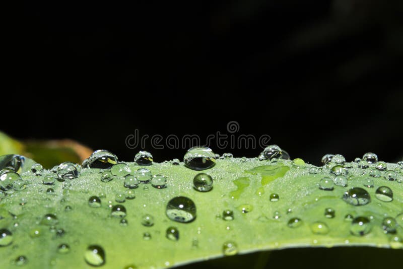 Drop dew water on the left stock image. Image of leaf - 85106429