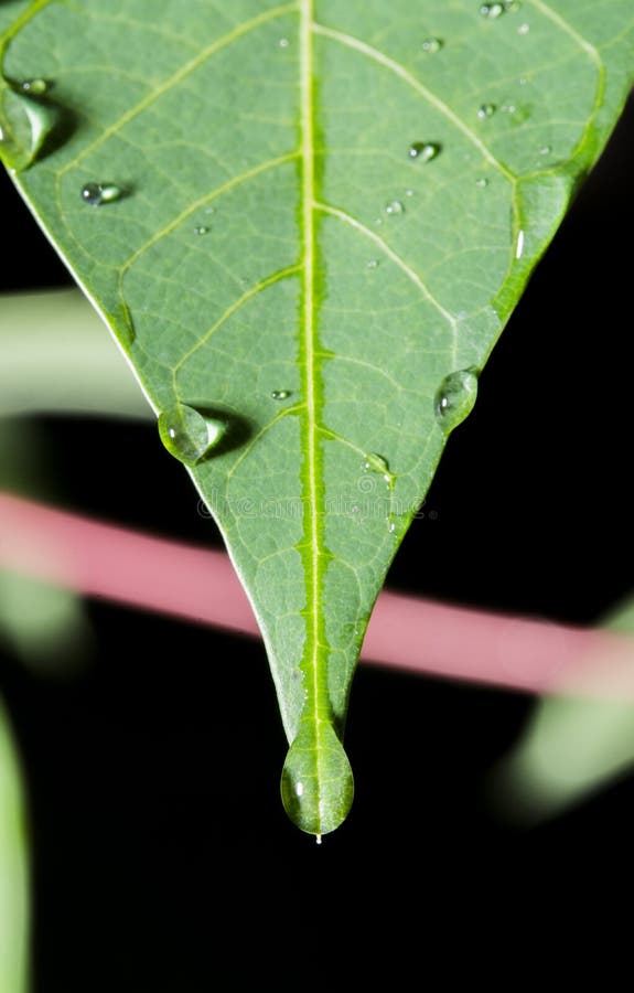 Drop dew water on the left stock image. Image of fresh - 85131605