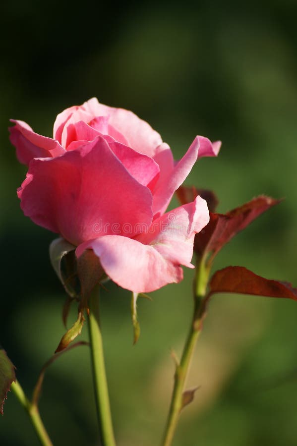 Drop-down flower stock photo. Image of garden, grounds - 62938398