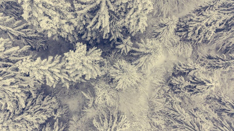 Drop Down View of Snow Covered Forest. Stock Image - Image of nature ...