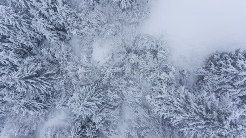 Drop Down View of Snow Covered Forest. Stock Photo - Image of flying ...