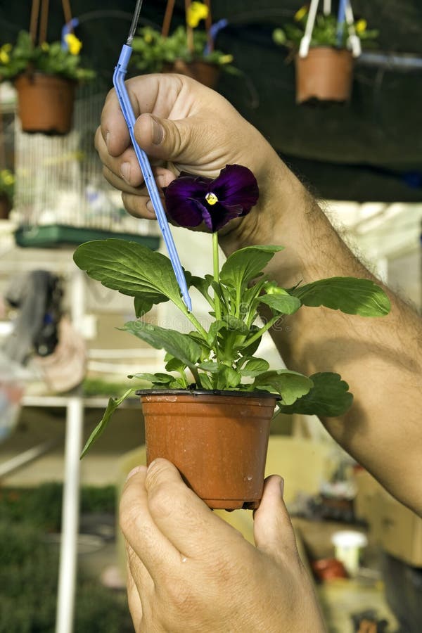 Growing seed stock photo. Image of growing, life, spring - 10757778