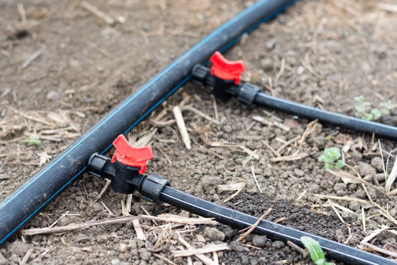 Drop by Drop Irrigation System Stock Image - Image of nature, healthy ...