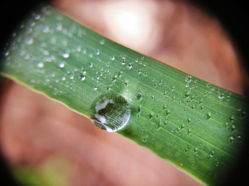 Drop editorial stock image. Image of water, leaf, dropping - 43907349