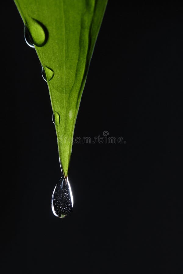 Drop falling from a leaf stock photo. Image of flora, foliage - 1649050