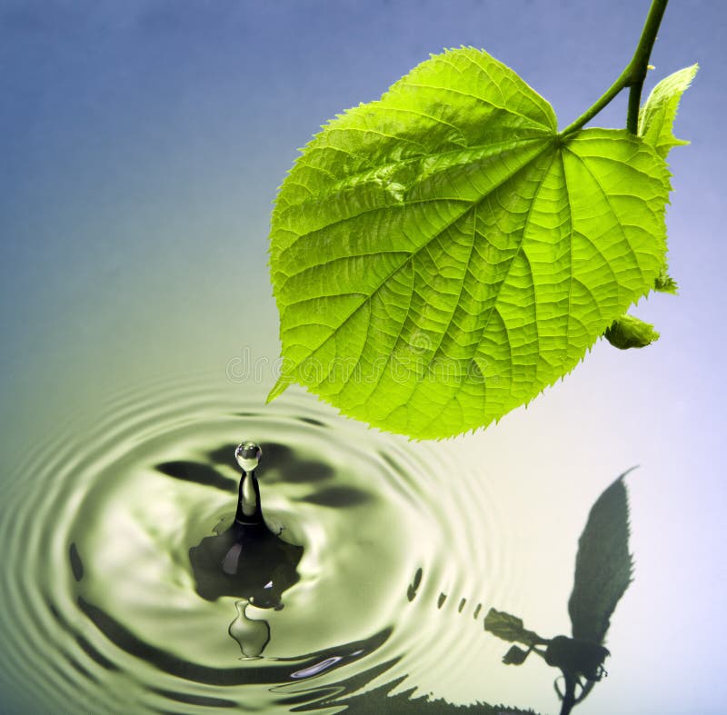 Water drop from green leaf stock image. Image of light - 23953731