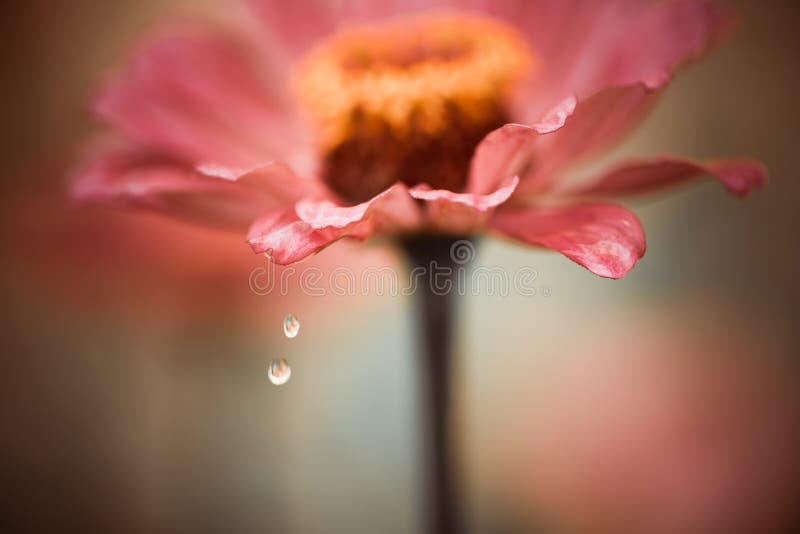 Drop falling from petal stock image. Image of outside - 125022117