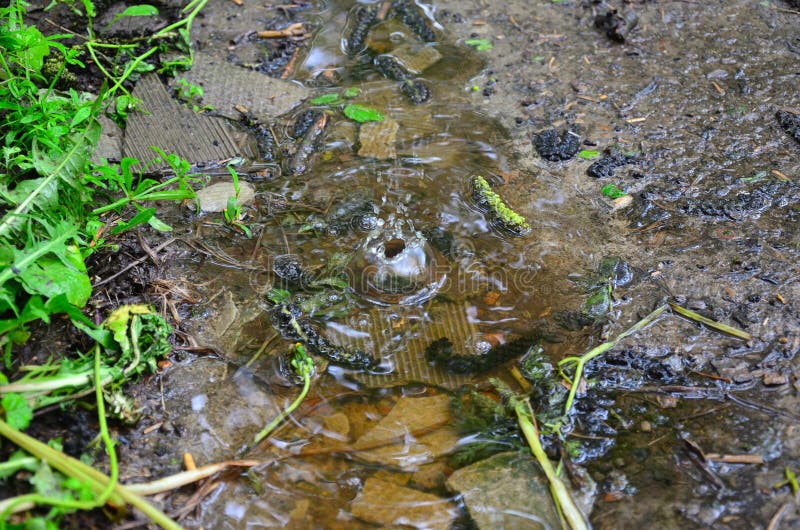 A Drop Falling into a Puddle Stock Image - Image of river, amphibian ...